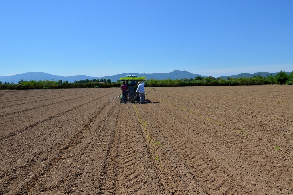 Asparagus - ΑΓΡΟΤΙΚΟΣ ΣΥΝΕΤΑΙΡΙΣΜΟΣ ΝΕΑΠΟΛΗΣ ΑΓΡΙΝΙΟΥ | Agricultural Co ...