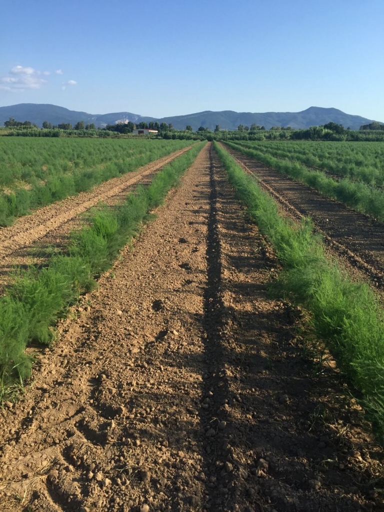 Σπαράγγια ΒΙΟ - ΑΓΡΟΤΙΚΟΣ ΣΥΝΕΤΑΙΡΙΣΜΟΣ ΝΕΑΠΟΛΗΣ ΑΓΡΙΝΙΟΥ ...